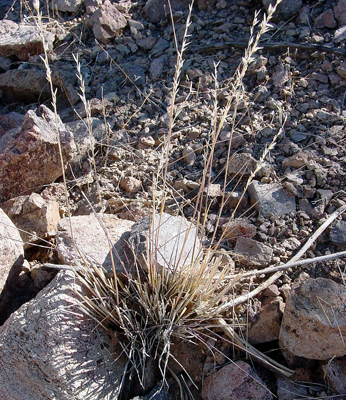 Plant species of Tumamoc Hill